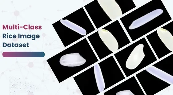 Multi-Class Rice Image Dataset