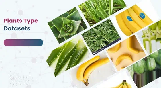 Plants Type Datasets