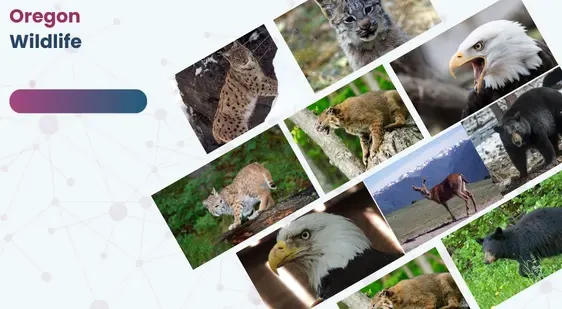 Oregon Wildlife - The Diverse Fauna of Oregon's Natural Habitats