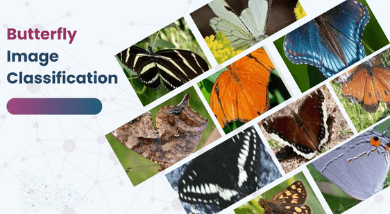 Butterfly Image Classification dataset