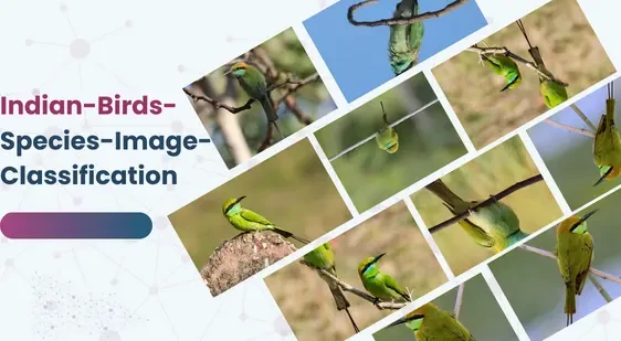 Indian-Birds-Species-Image-Classification