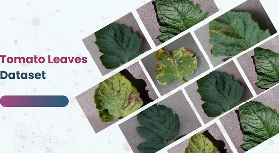 Tomato Leaves Dataset Plant Disease Detection