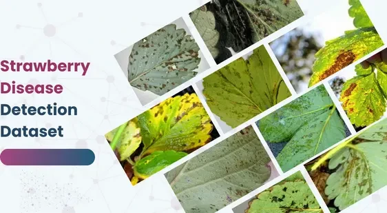 Strawberry Disease Detection Dataset