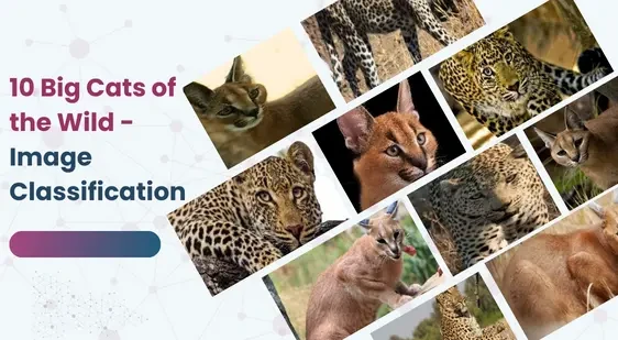10 Big Cats of the Wild - Image Classification