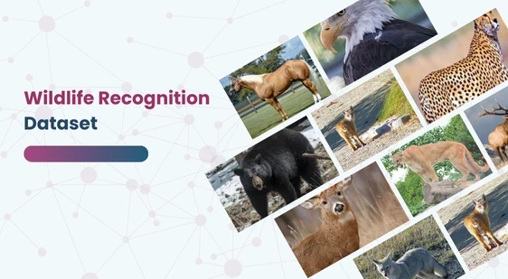 Wildlife Recognition Dataset for Deep Learning and Conservation