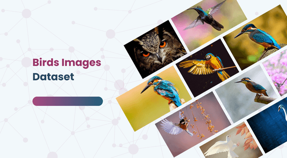 Birds Images Dataset: High-Resolution Photos of Diverse Species
