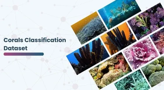 Corals Classification Dataset | AI Tools for Conservation
