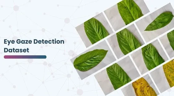 Jute Leaf Disease Detection Dataset for Agritech Innovations