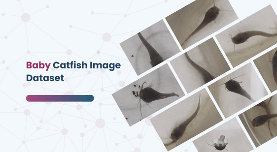Baby Catfish Image Dataset for Computer Vision and Research