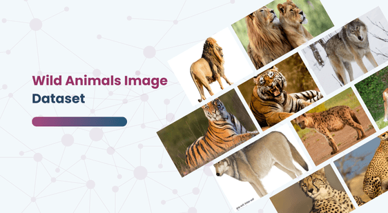 Wild Animals Image Dataset | Wildlife Recognition for AI Develop