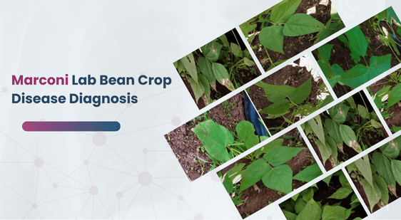 Marconi Lab Bean Crop Disease Diagnosis Dataset