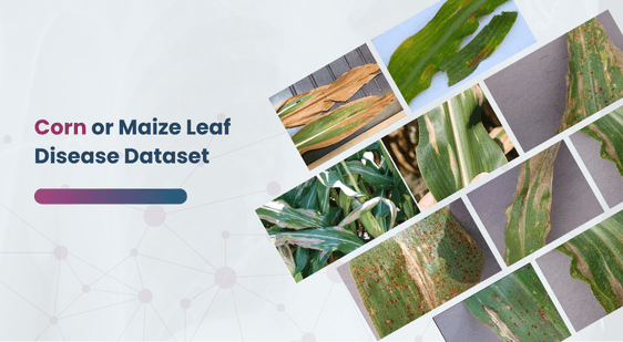 Corn or Maize Leaf Disease Dataset for Image Classification