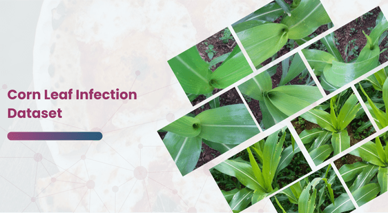 Corn Leaf Infection Dataset: Images for AI-Based Pest Detection