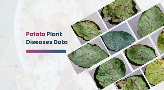 Potato Plant Diseases Dataset for Advanced Image Recognition