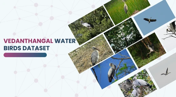 Bird Classification Dataset | AI-Powered Bird Species Recognition